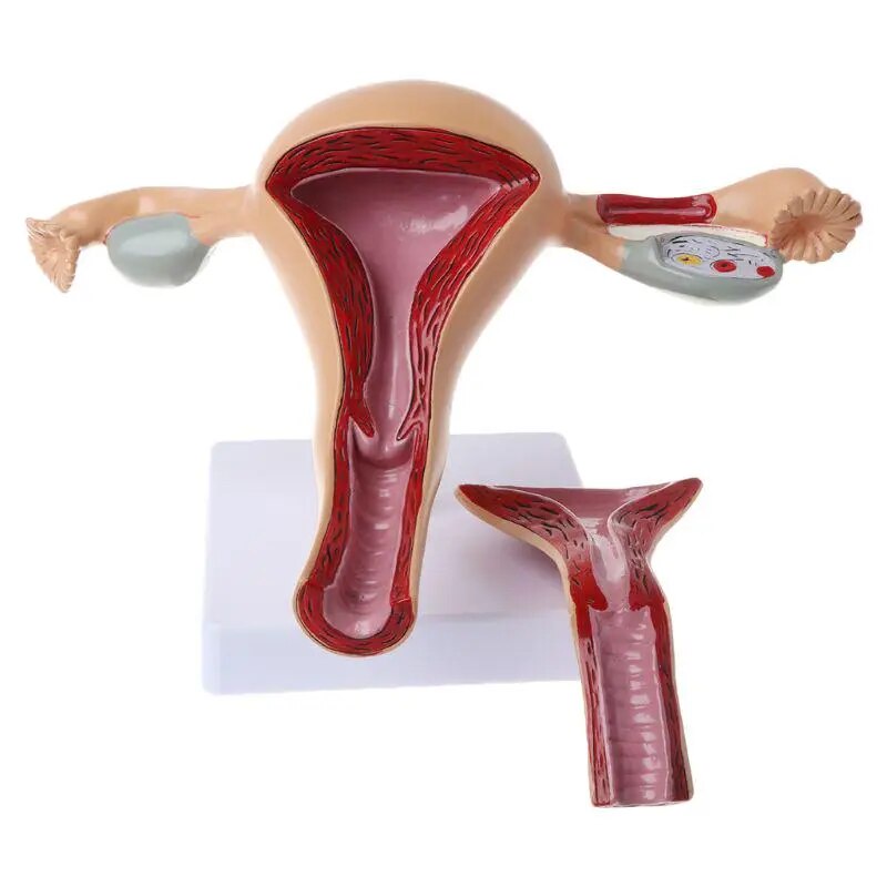 ⓥSexual Female Organ Models Anatomic Model of Female Reproductive Organ ...