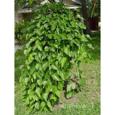 WHITE MULBERRY SEEDS MORUS ALBA SWEET TASTING HIGH YIELDING FRUIT TREE ...