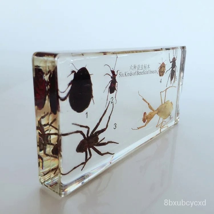 Six Kinds of Beneficial Insects Embedded Specimen Insect Specimen ...