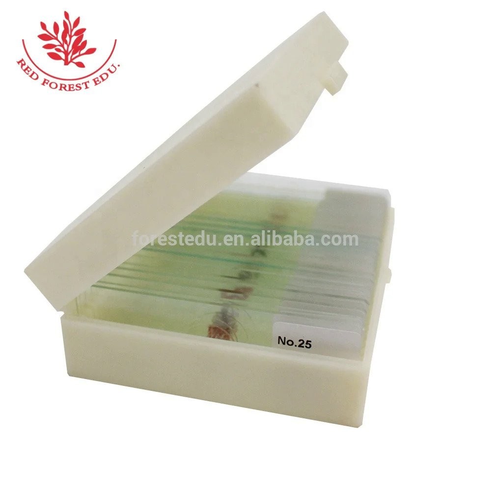 Biological Microscope Slides High Quality Office & School Supplies ...