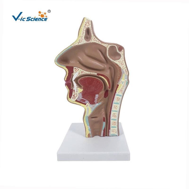 model of nasal cavity and oral cavity longitudinal section animal cell ...