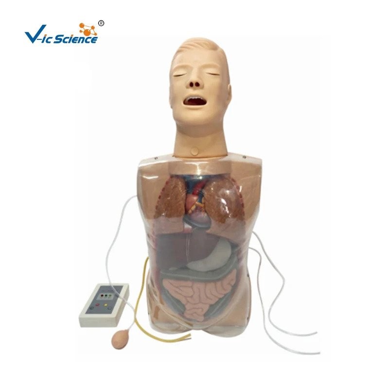 electronic medical training model three chamber and two capsule ...