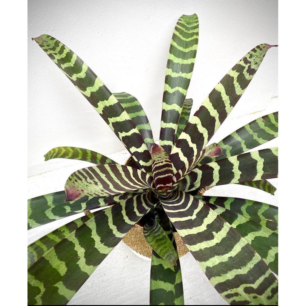 Bromeliad Vriesea Splendens(Without Flower) with FREE plastic pot, and ...