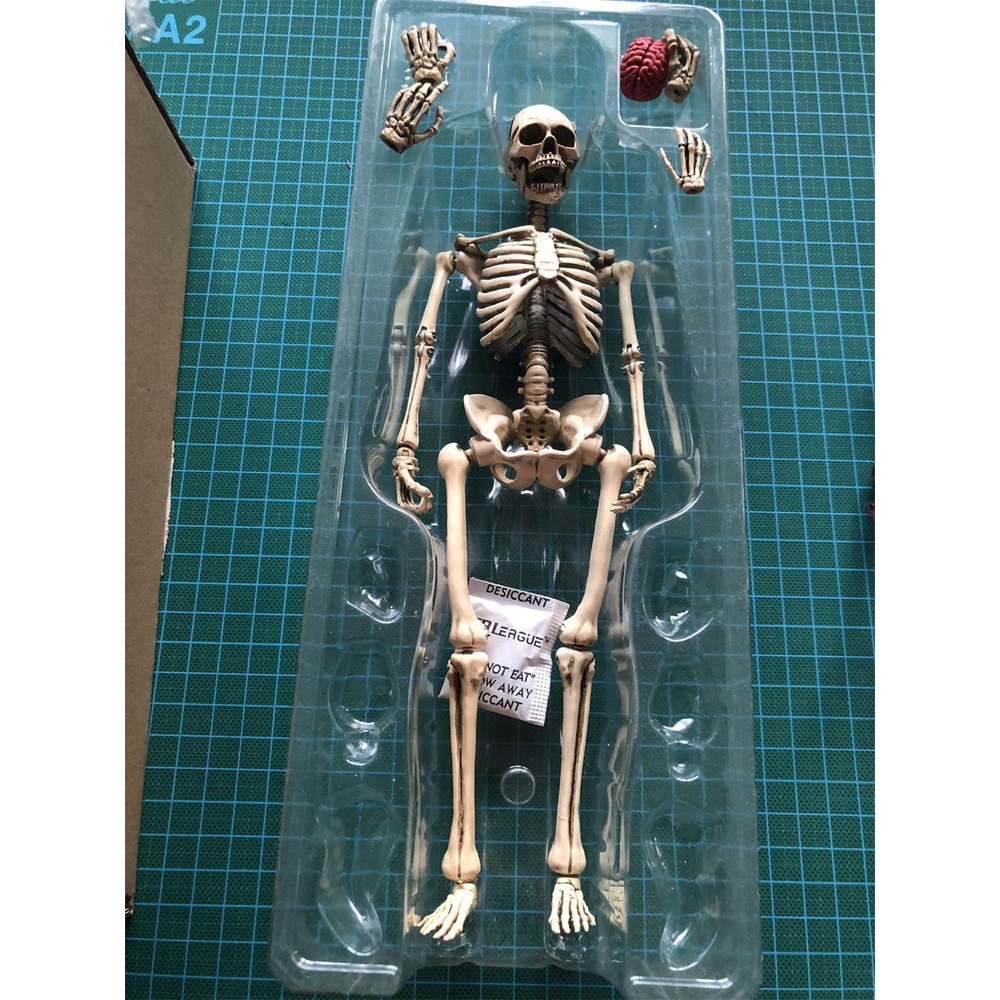 coomodel 1/6 NOBS011 skeleton full metal movable figure model 12 inches ...