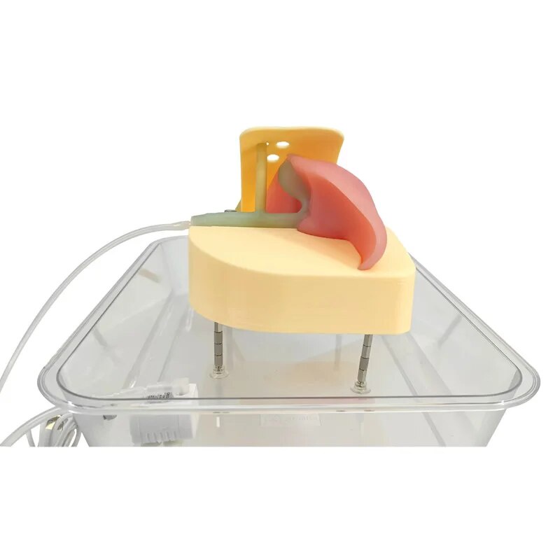 ☪Hepatobiliary system endoscopy choledochoscopy training model liver ...