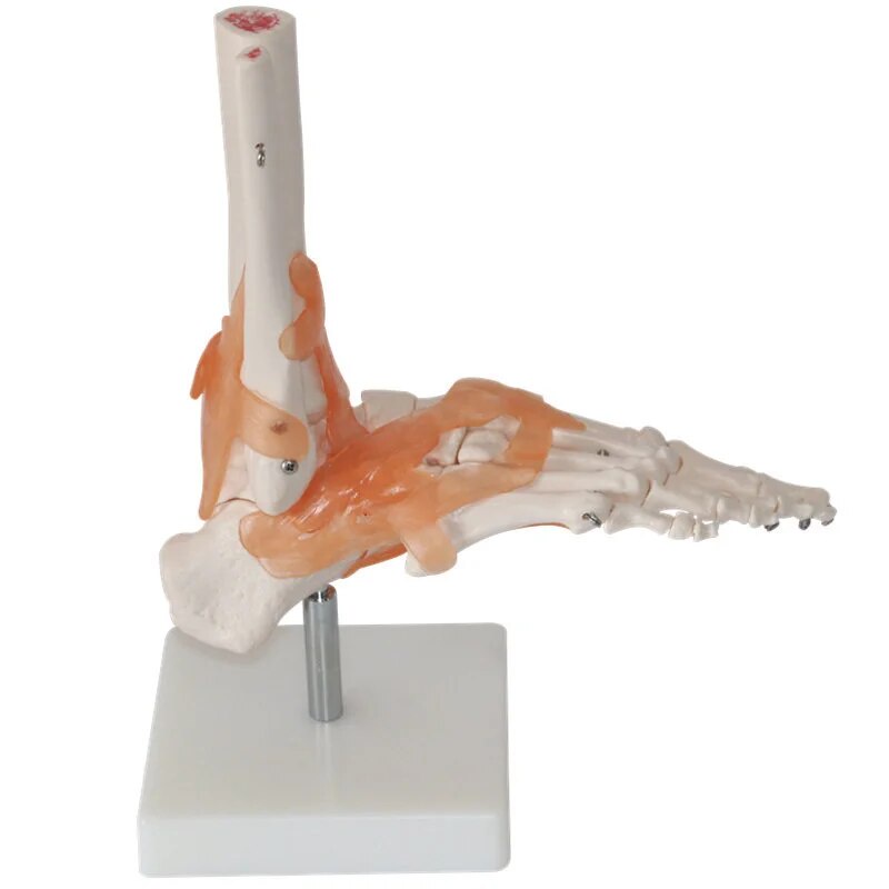 【1: 1 foot joint model, foot bones, foot joints, foot bones, foot bone ...