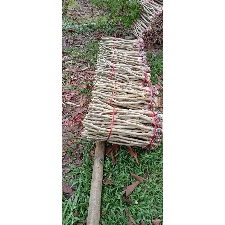 20 sets of native civet, plus 3 399 baht, easy to grow, guaranteed ...