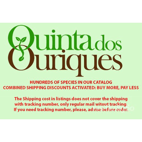 Neem tree Seeds - Azadirachta indica 5 Seeds YDK7 | Shopee Philippines