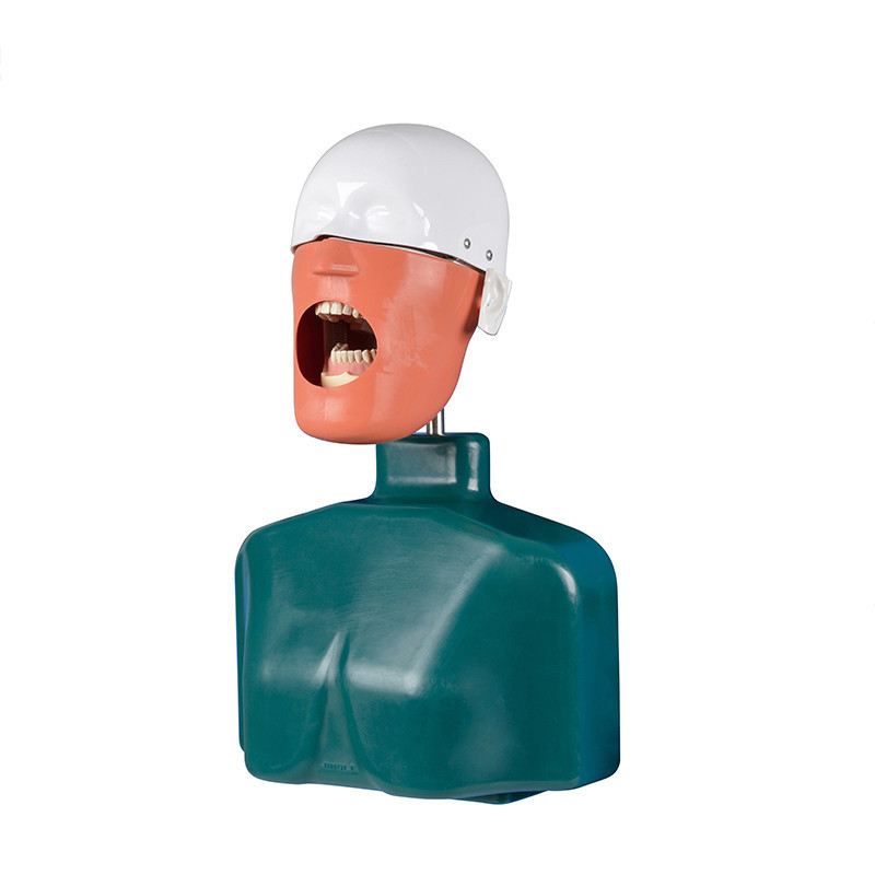 Dental Head Model with Shoulder Simulators Hygiene Manikin Teeth Model ...