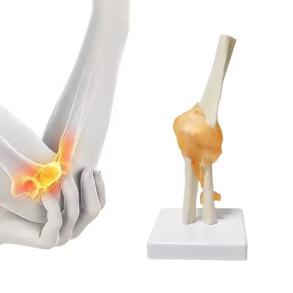 Human Joint Model Best Selling Life-size Functional Plastic Elbow Joint ...