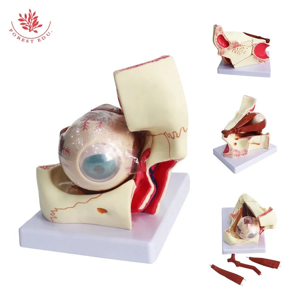 Human Eyeball Model Anatomical Models Enlarge 3 Times 8-Parts Anatomy ...
