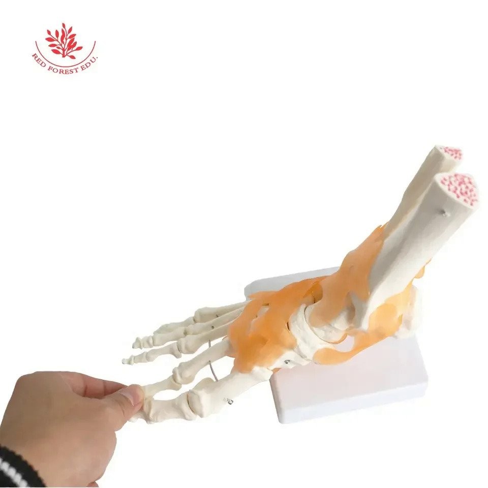 Foot Joint Anatomy Model FRT027 Life Size PVC Ankle Include Ligament ...