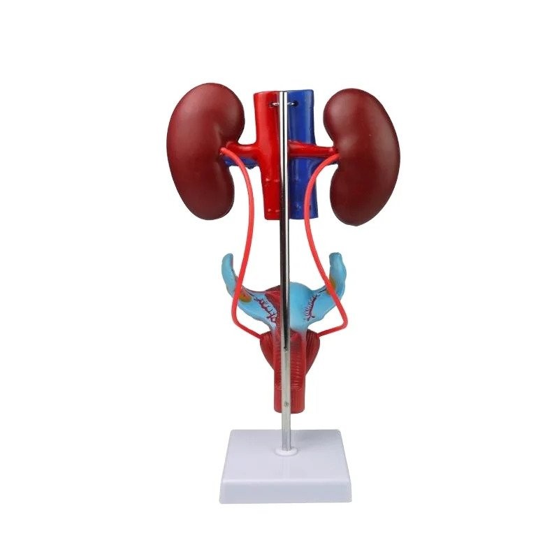 PVC Anatomy Female Reproductive System Model, Female Reproductive Organ ...