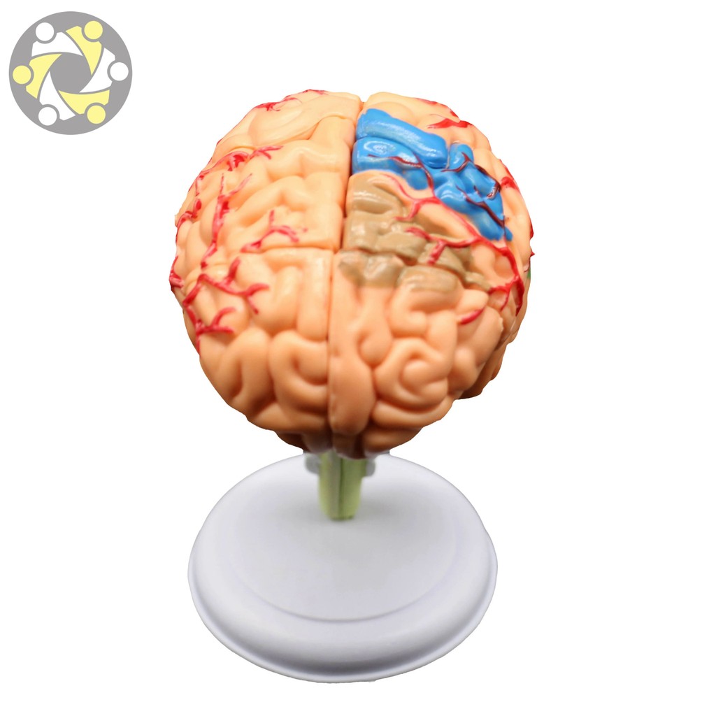 4D Human Anatomy 32-Part Brain Model for Medical Science Training ...