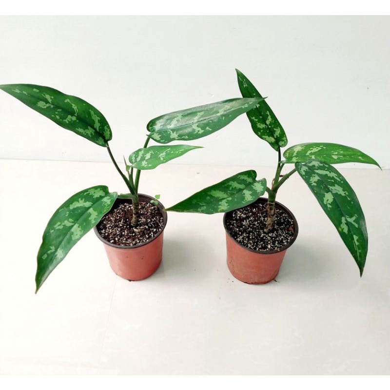 Aglaonema Tigress ( Chinese Evergreen Aglaonema Tigress ) | Shopee ...