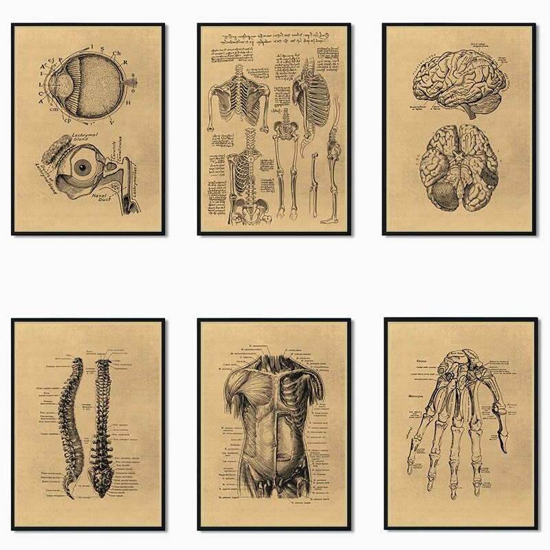 Vintage Human Anatomy Poster Artwork Medical Wall Picture Muscle ...