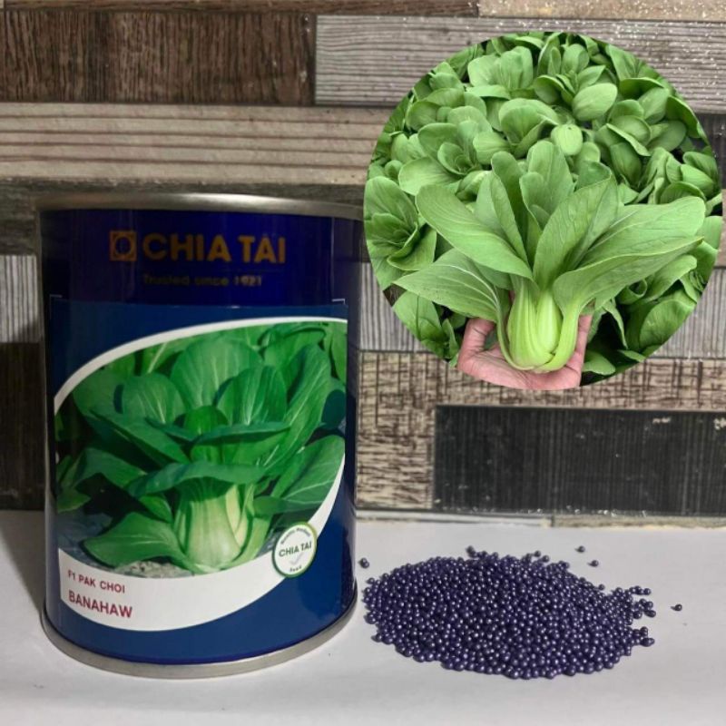 BANAHAW F1 PAKCHOI SEEDS CHIA TAI HYBRID BOKCHOI CHOY CHOI VEGETABLE ...