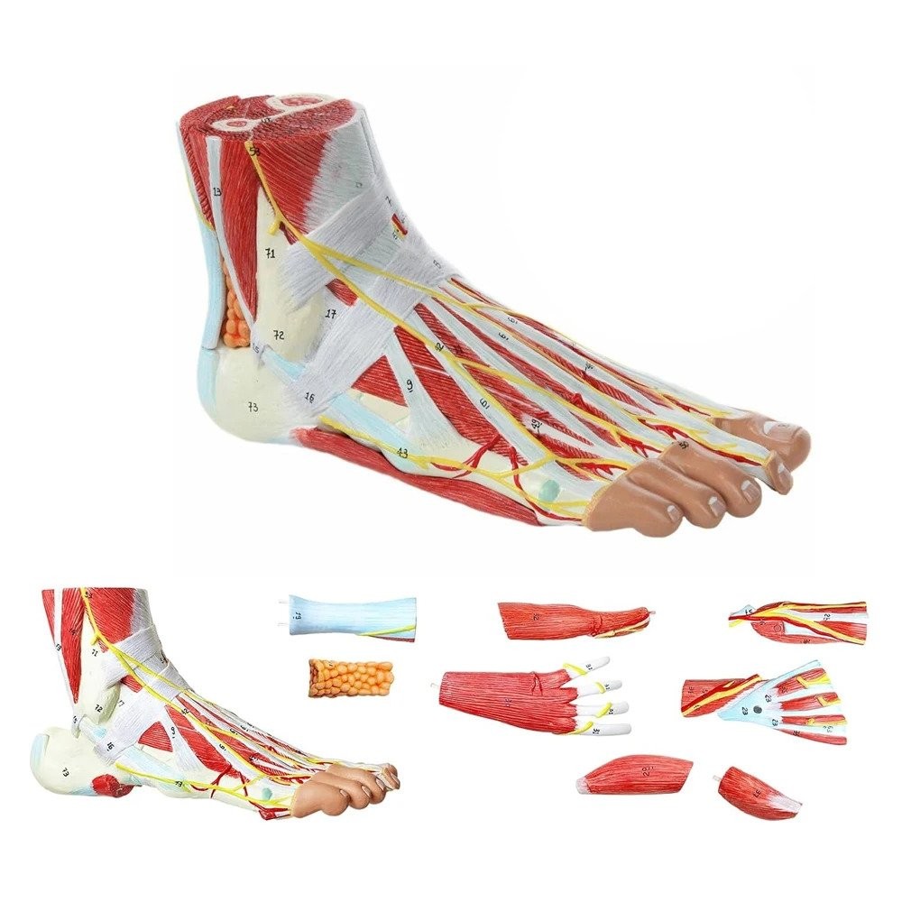 Human Foot Muscle Model FRT137 Foot Model Life Size Medical Education ...