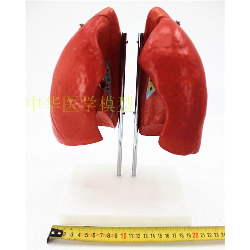 Human Lung Anatomical Model Lung Leaf Model Respiratory System Lung Model Lung Leaflet Shopee