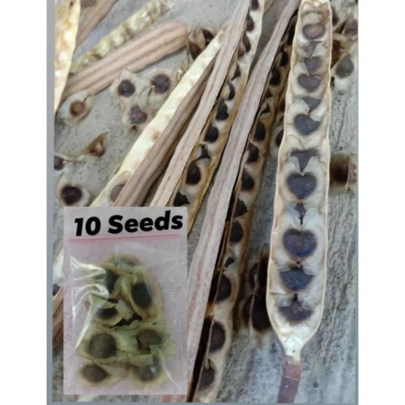 Fresh Native Malungay Moringa Seeds for Planting (Repack) | Shopee ...