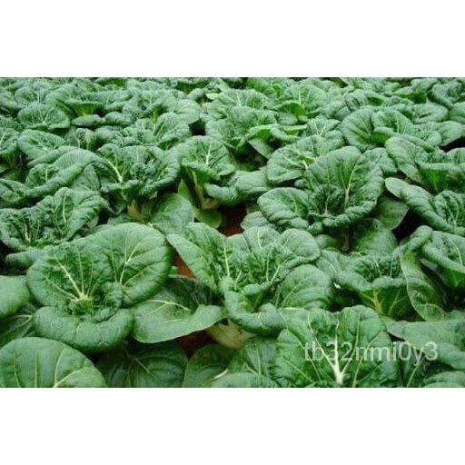 100 grains of corn River Bean cabbage seeds, River bean milk, dwarf ...
