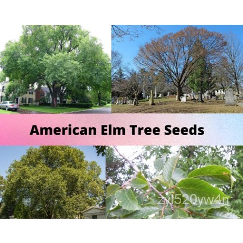 American Elm Tree Seeds,Ulmus americana,28 More than One Tree Seed/belt ...