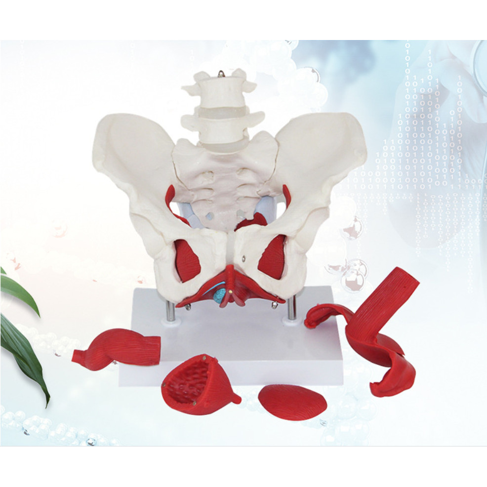 1:1 Life-sized Female reproductive system Pelvic floor muscle model ...