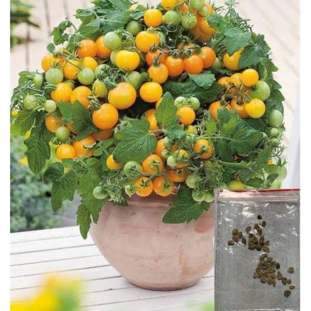 Yellow Tomato Vegetable seeds 15 GOA | Shopee Philippines