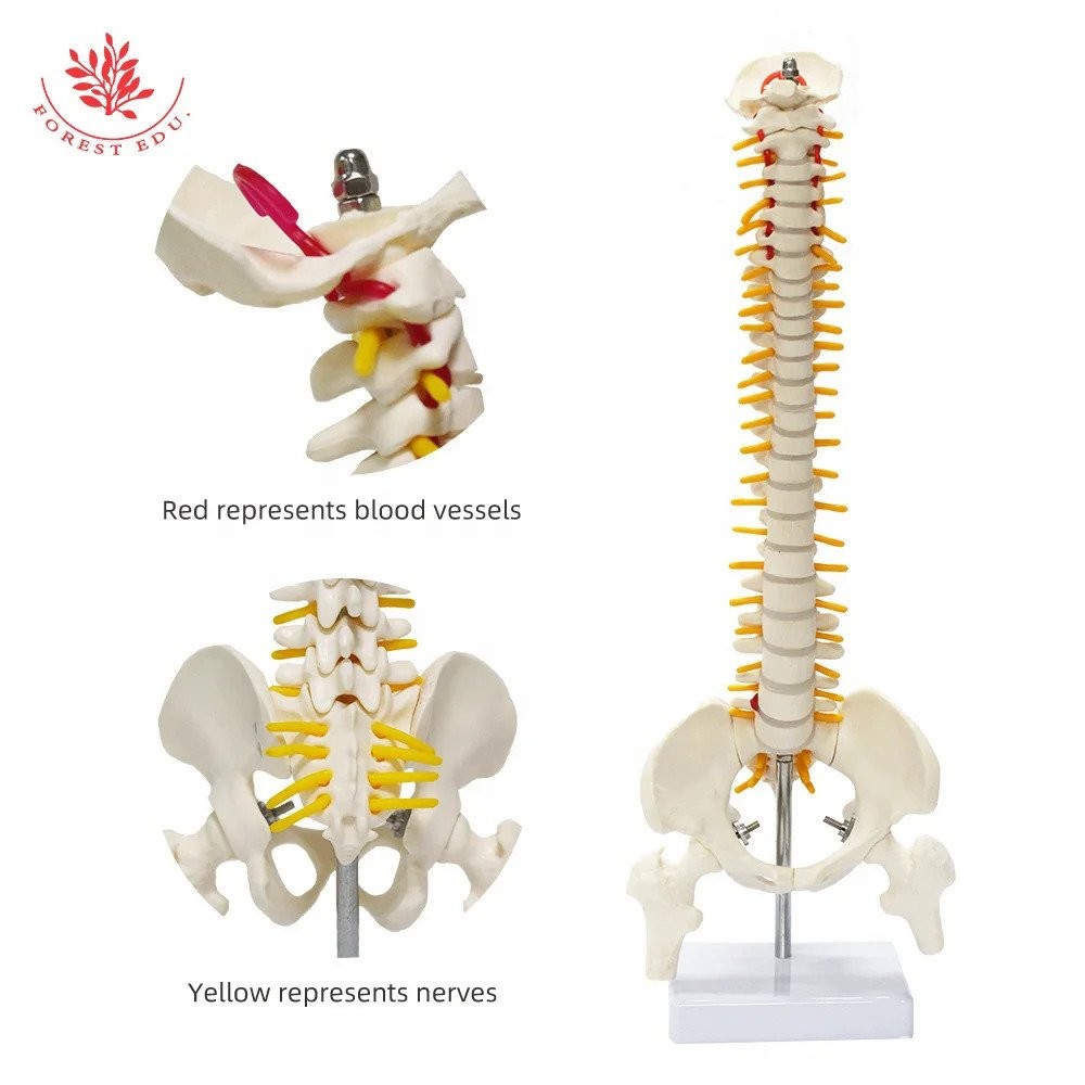 Human Spine Model FRT017 Medical Demonstration Human Skeleton Spinal ...
