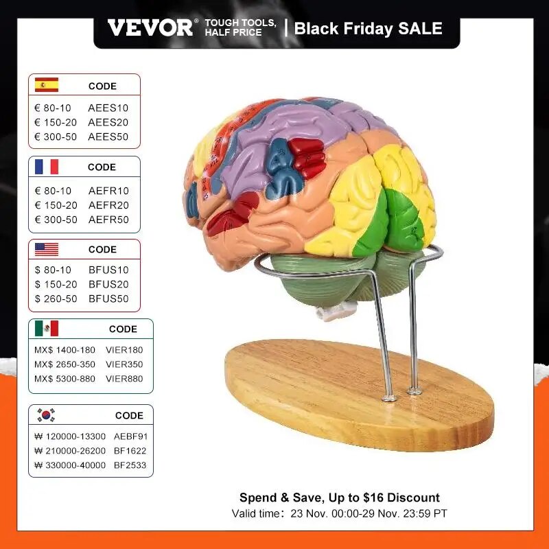 ☫VEVOR Human Brain Model Anatomy 4-Part Model of Brain w/Labels ...