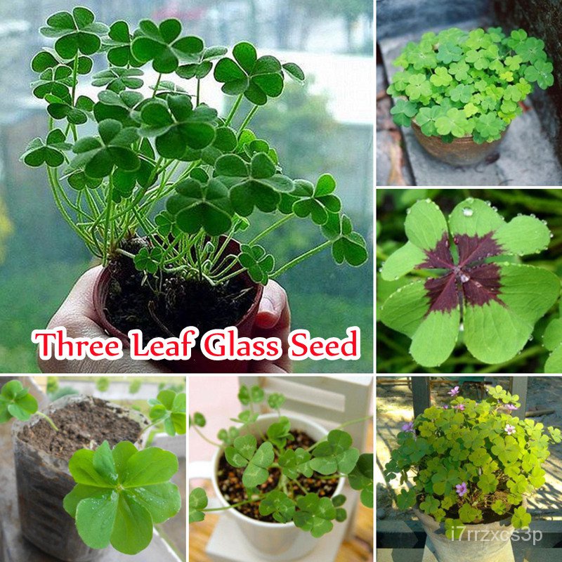 [Fast Germination] Ready Stock 200Pcs Green Three Leaf Clover Grass ...