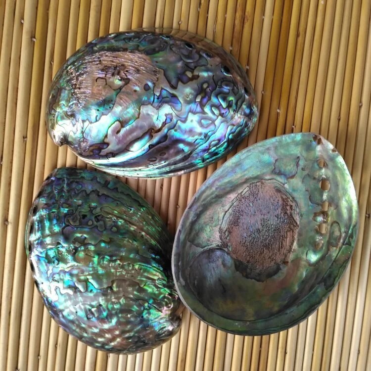 ⚜Aqumotic Large Abalone Shell Natural Big Shell Holder Case Sea Abalone ...
