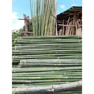 Shop bamboo fence for Sale on Shopee Philippines