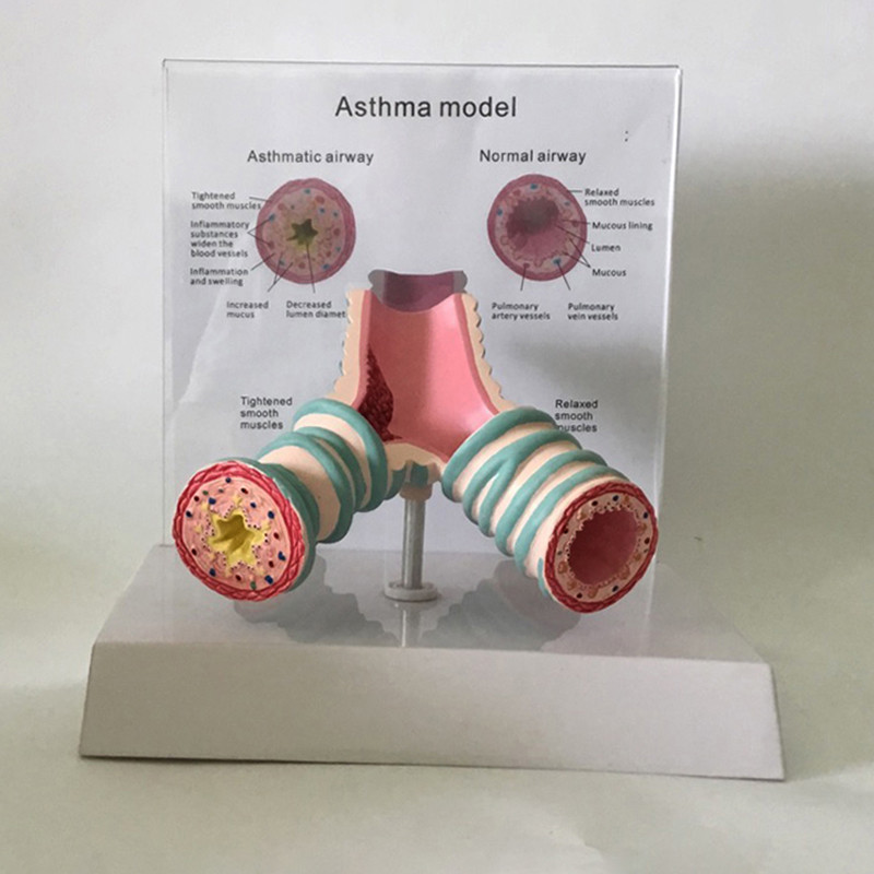 Human Trachea Anatomy Model Realistic Bronchus Anatomical Model with ...