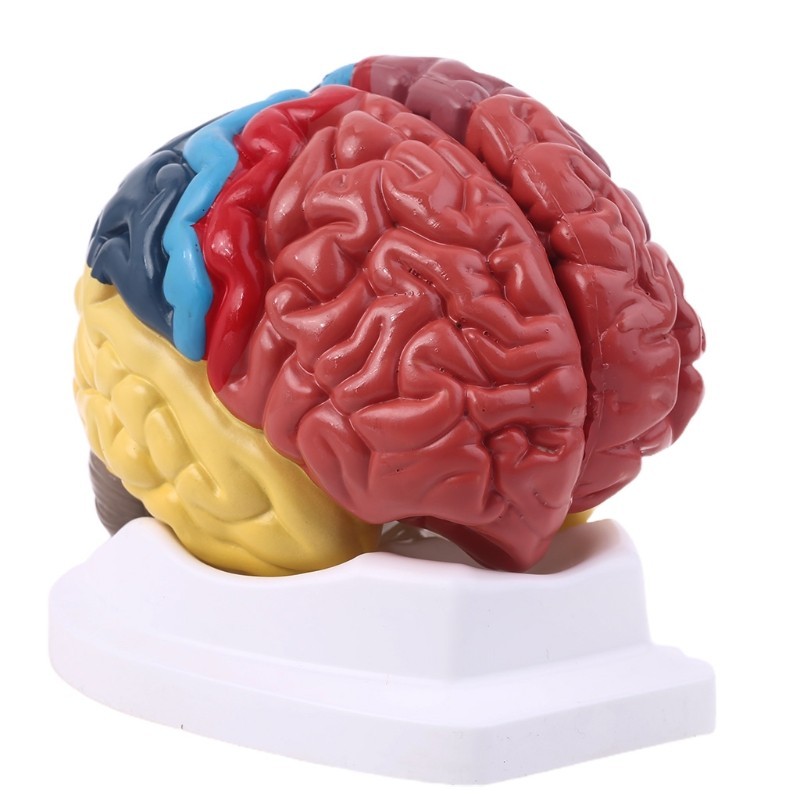 2024 New Life Size Human Brain Functional Area Model Anatomy for ...