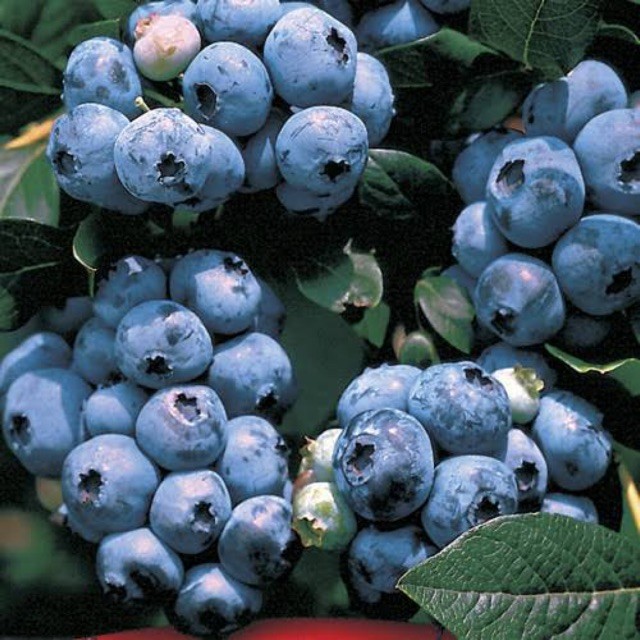 Blueberry fruits bonsai plant seeds 15 GOA | Shopee Philippines