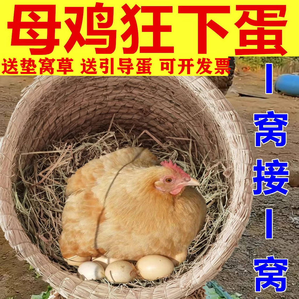 Laying Eggs Chicken Coop Straw Hen Outdoor Winter Heattech Nest Straw ...