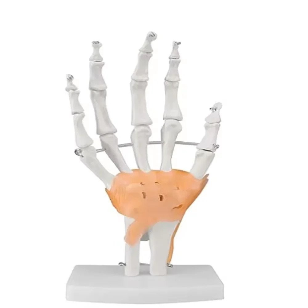 Life-size Teaching Resource Medical Science Human Body Hand Joint ...