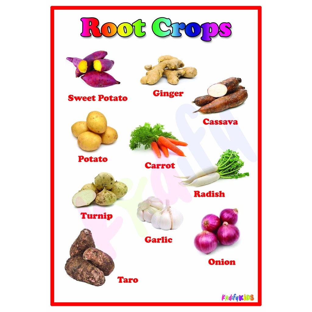 Educational Learning Materials and Charts For Kids - Laminated in A4 ...