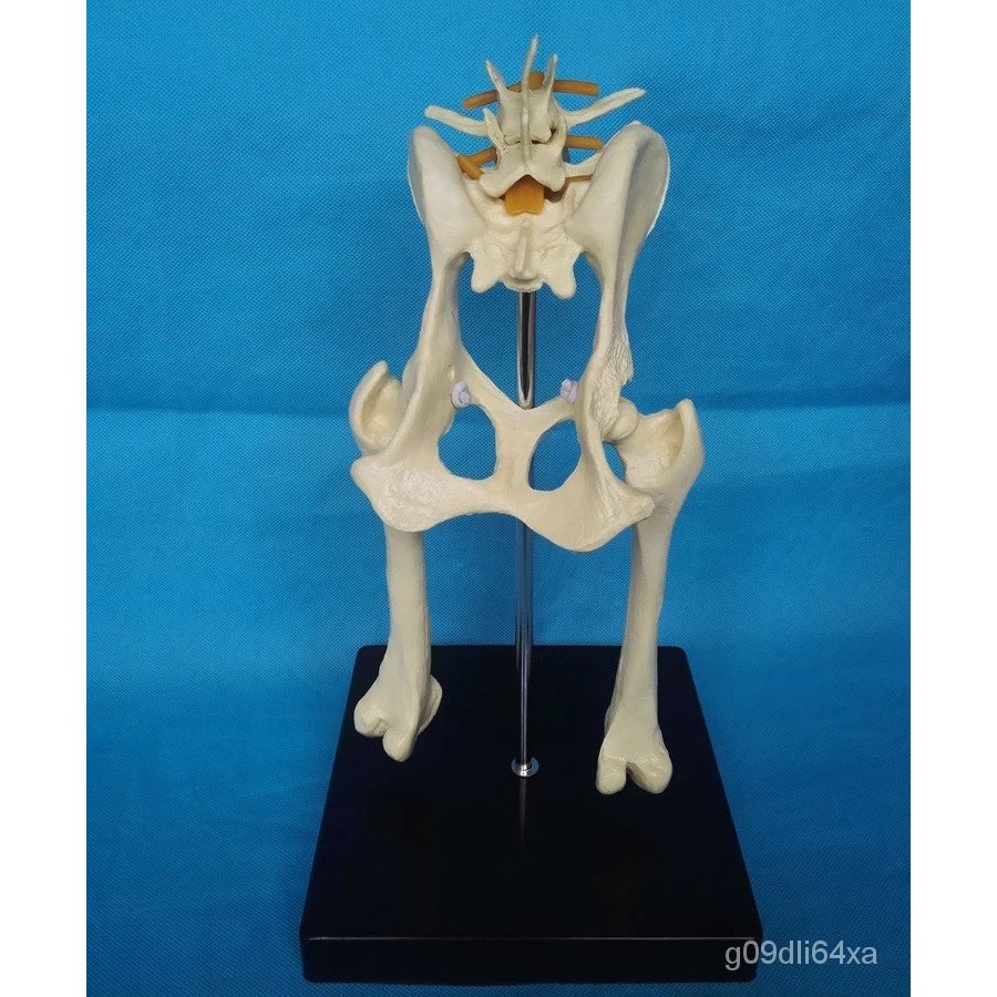 Dog Lumbar Hip Joint Model Animal Anatomy Model Veterinary Appliances Medical Life Size Dog ...