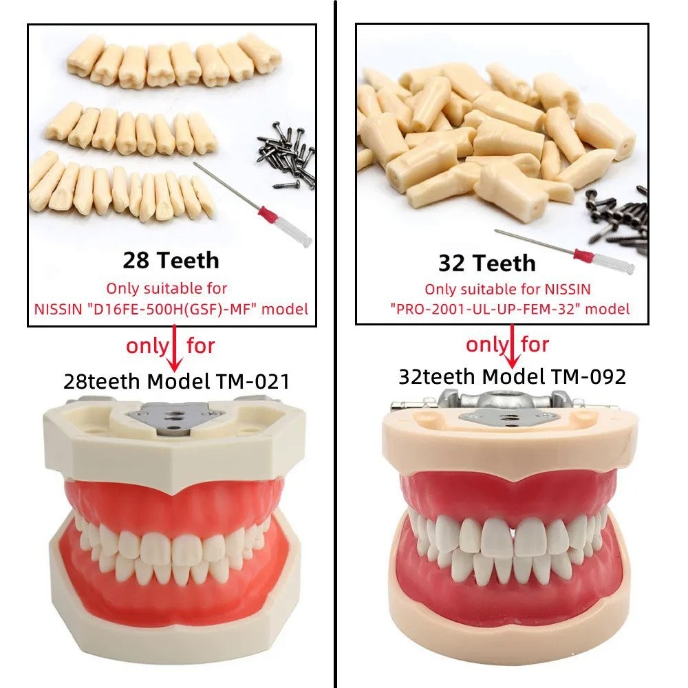 2022 Various Dental Model Teeth Teaching Model Study Removable ...
