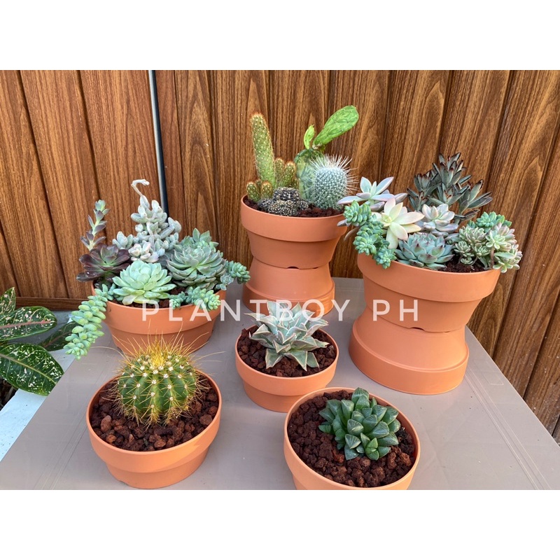 Cactus Succulent Plastic Terracotta Inspired Plastic Pots - Wide and ...