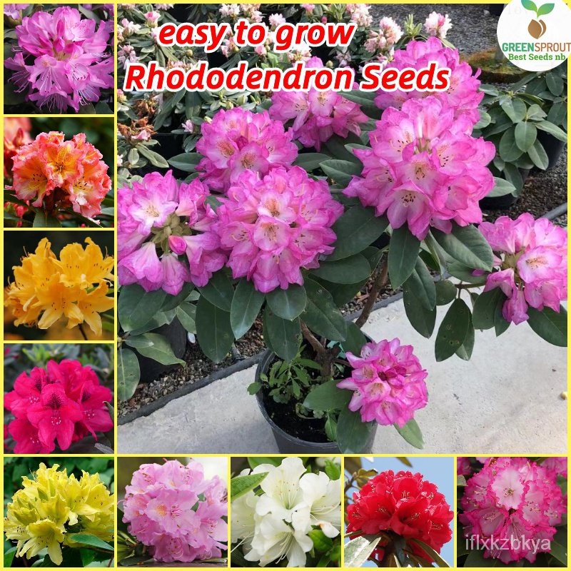 Easy to Plant Potted Seeds 50 Rare Azalea Seeds Assorted Azalea Plant ...