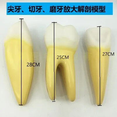 ☽3pcs/set Normal tooth magnification anatomy model molars incisors ...
