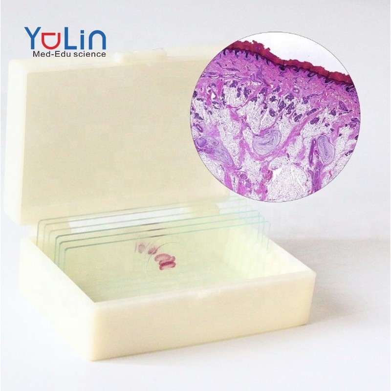 Factory Histology Slide Set Microscope Slides Biology Teaching Prepared ...