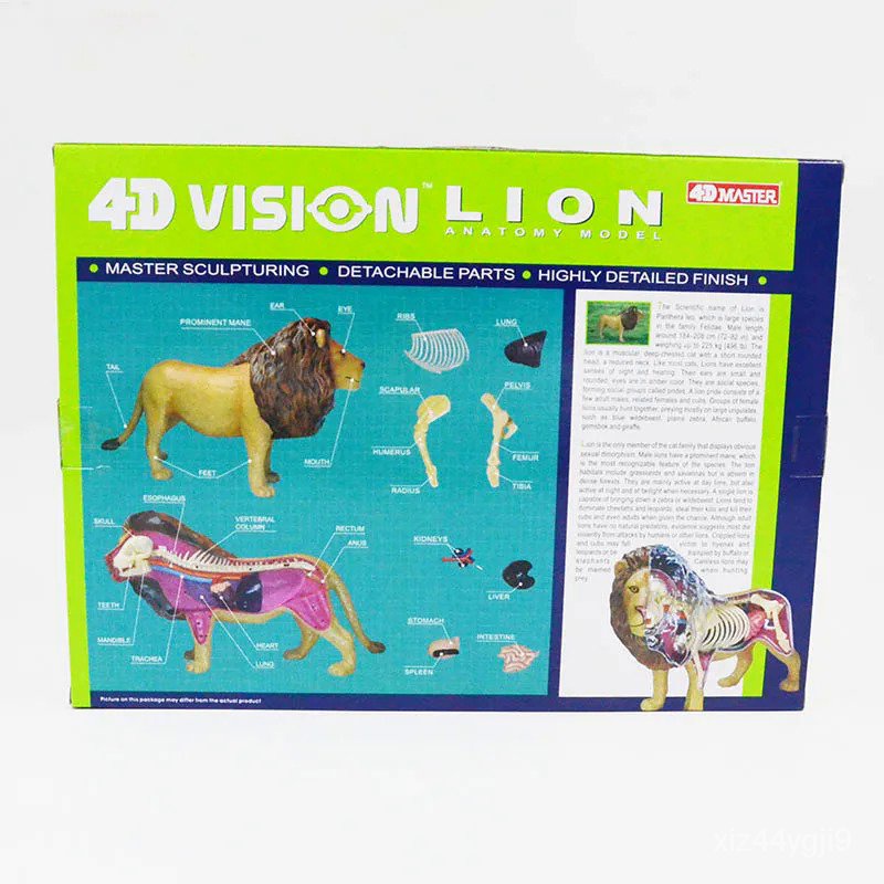 4D MASTER beast wild animal lion internal organs anatomy teaching model ...