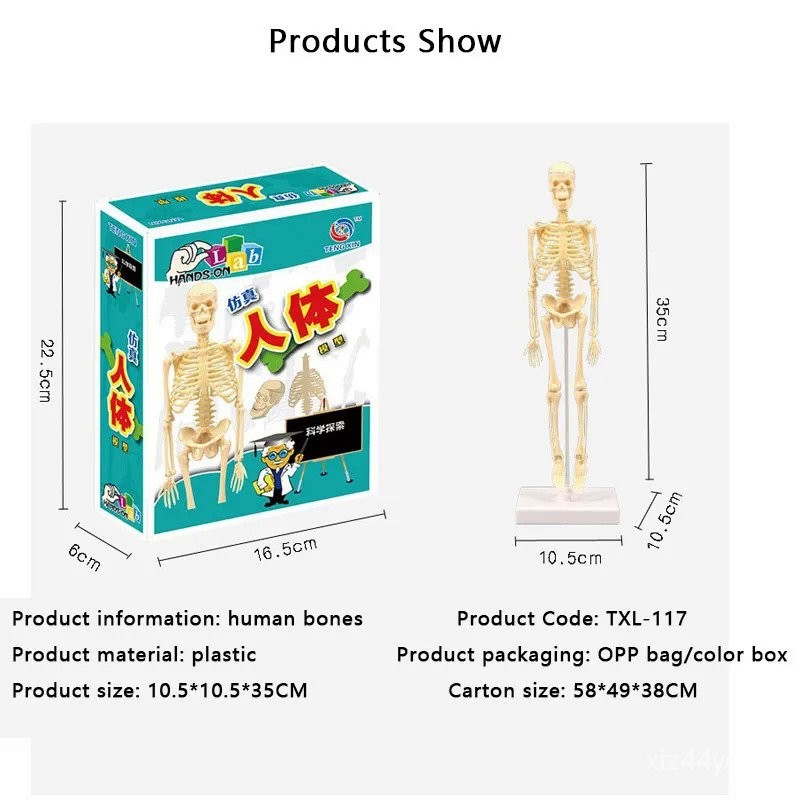 DIY Toys Human Body Organ Teaching Tools 3D Human Body Torso Model ...