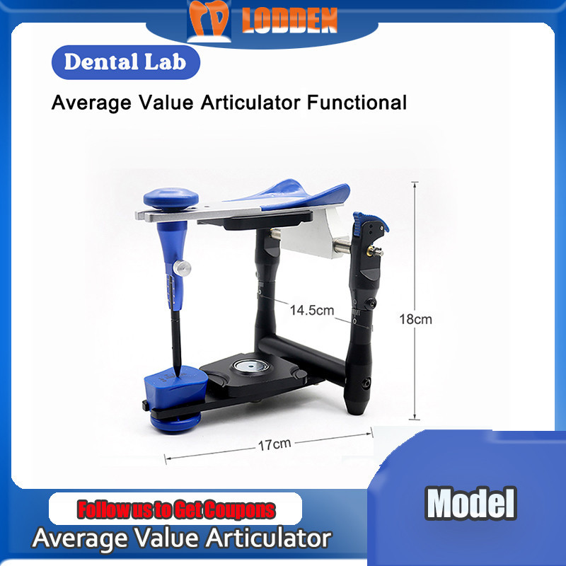 Dental Artex BN Model Functional Articulator Teeth Model Accurate Scale ...