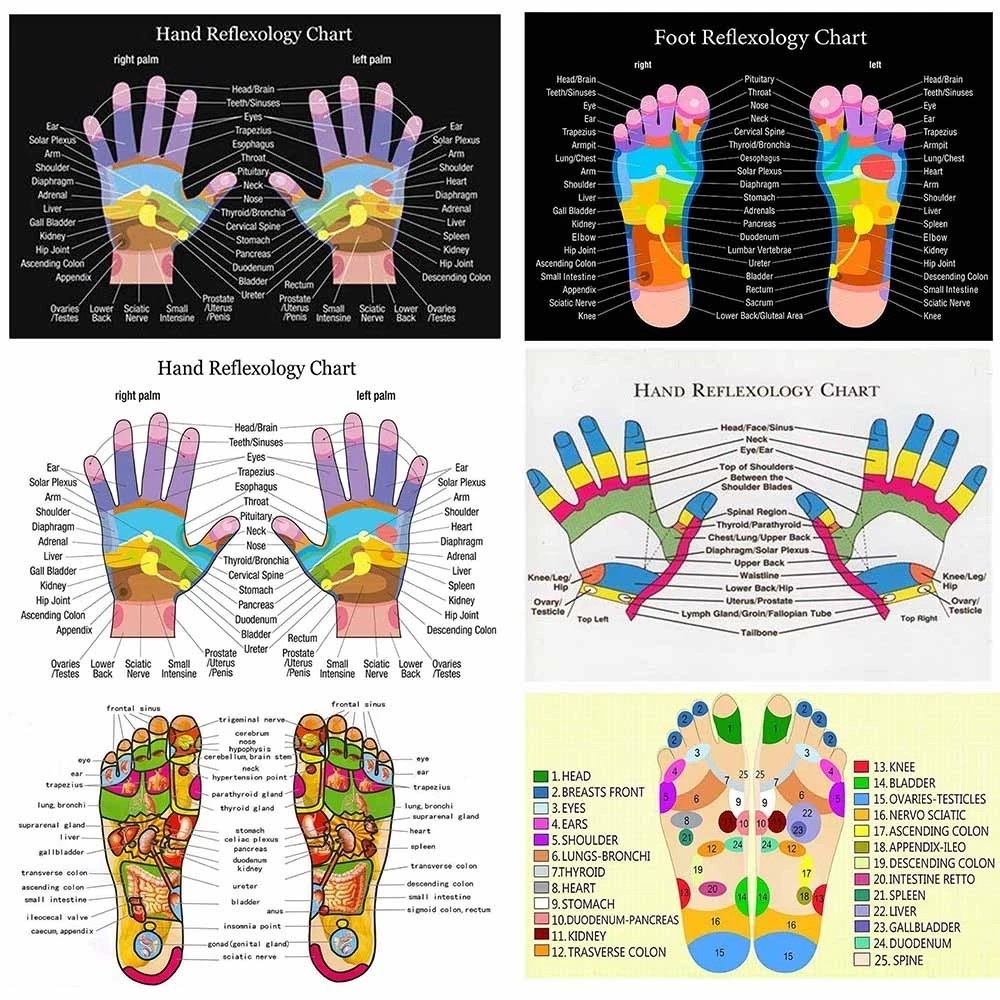 유Educational Anatomy The Human Reflexology Labeled Hand foot poster ...