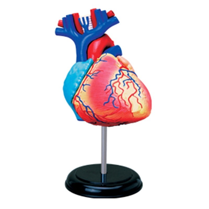 --Torso Human Body Model Removable Parts Education Organs Model For ...